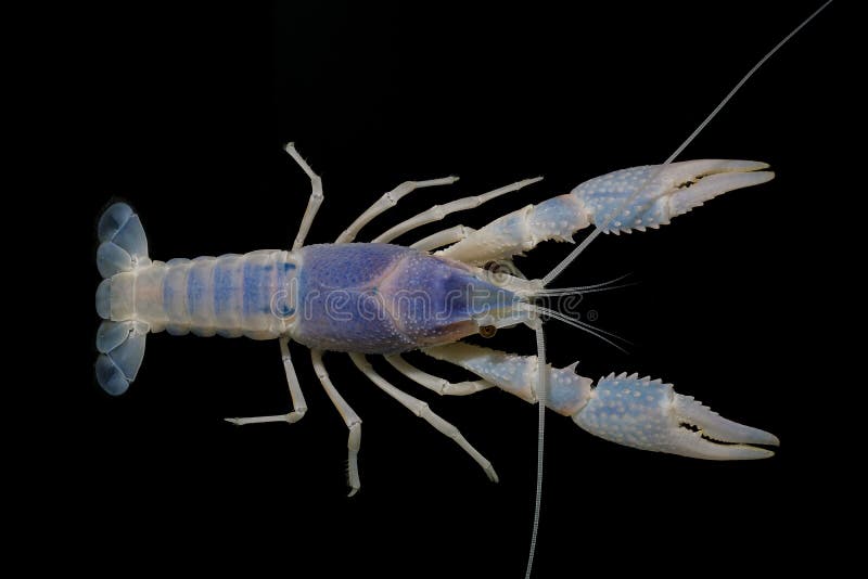 Crayfish Procambarus Clarkii Ghost in the Aquarium Stock Photo - Image ...
