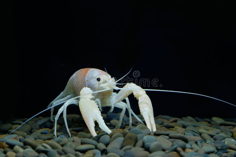 Crayfish Procambarus Clarkii Ghost in the Aquarium Stock Photo - Image ...