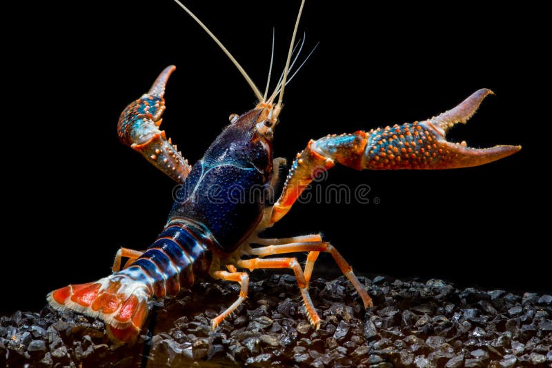 Procambarus Clarkii Ghost