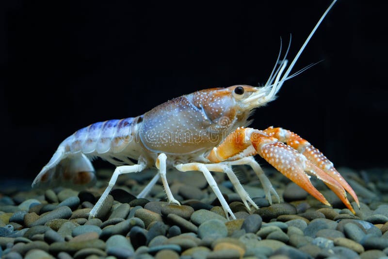 Crayfish Procambarus Clarkii Ghost in the Aquarium Stock Photo - Image ...