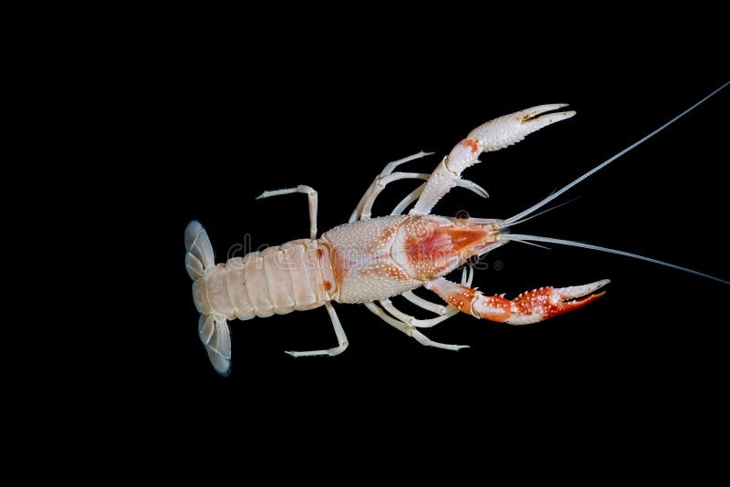 Crayfish Procambarus Clarkii Ghost in the Aquarium Stock Photo - Image ...