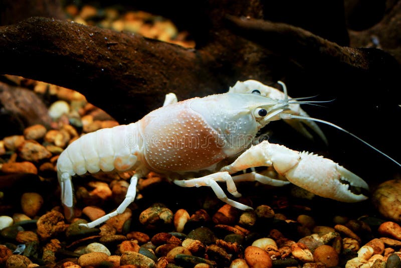 Crayfish Procambarus Clarkii Ghost in the Aquarium Stock Photo - Image ...