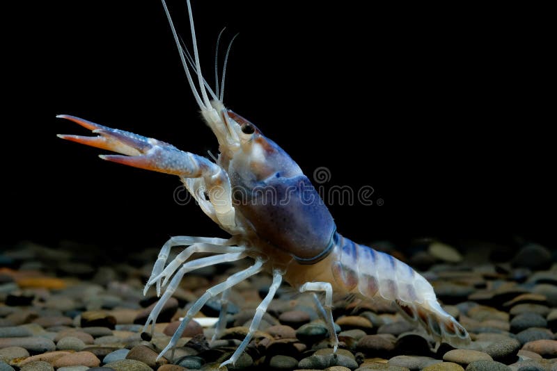 Crayfish Procambarus Clarkii Ghost in the Aquarium Stock Image - Image ...
