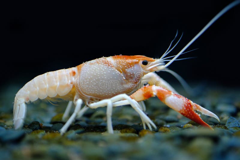 Crayfish Procambarus Clarkii Ghost in the Aquarium Stock Photo - Image ...