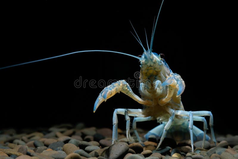 Crayfish Procambarus Clarkii Ghost in the Aquarium Stock Image - Image ...