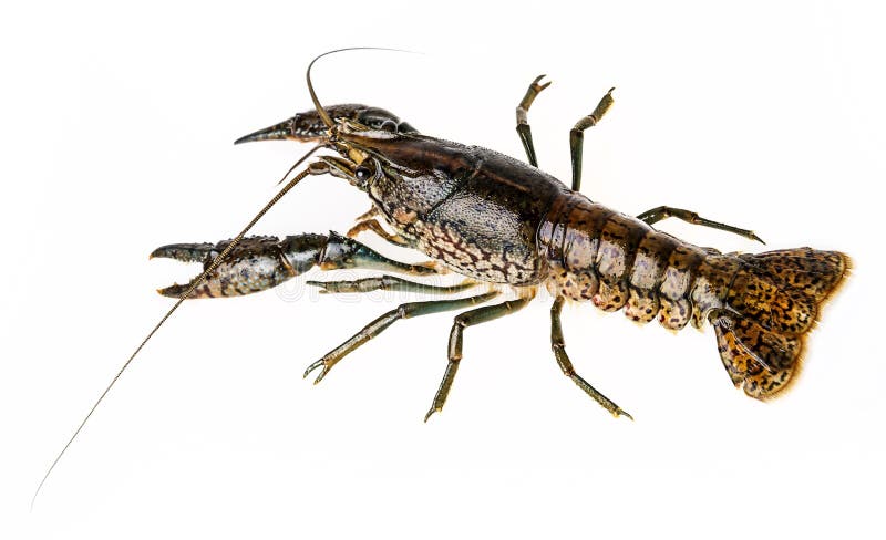 Crayfish stock image. Image of nutrition, gourmet, isolated - 36164049