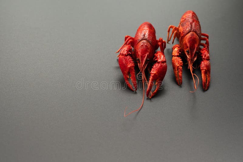 Baby Crayfish Stock Photos - Download 150 Royalty Free Photos