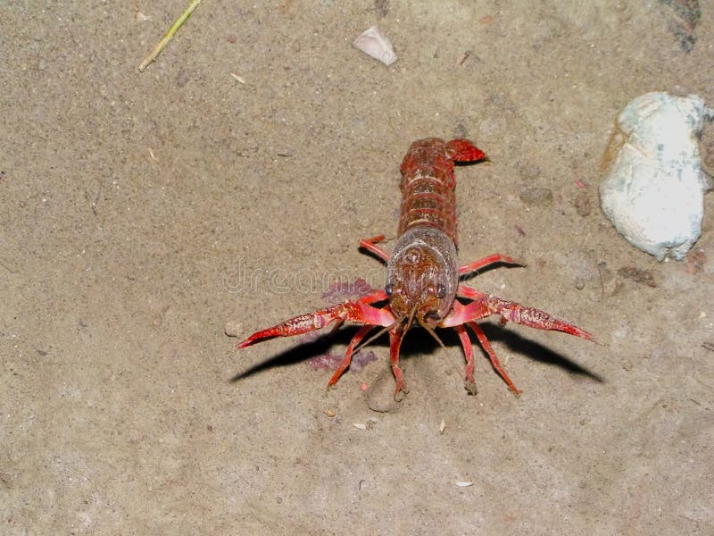 A Crayfish in a Red Shell Stands at the Bottom of a Stream (drainage ...