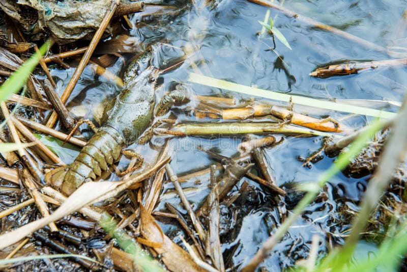 Crayfish in a River. Animal in the Wild Stock Photo - Image of live ...