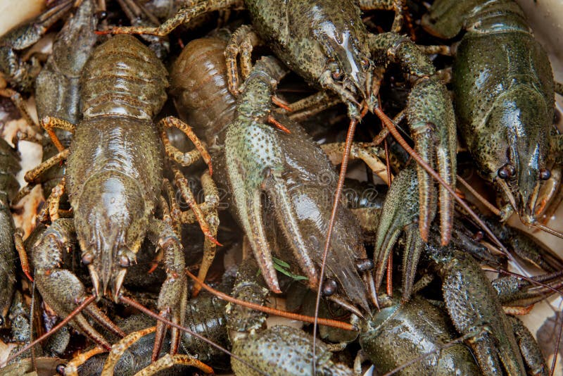 Crayfish in a River. Animal in the Wild Stock Photo - Image of natural ...