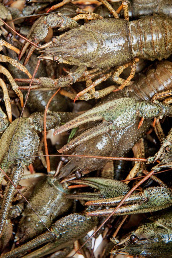Crayfish in a River. Animal in the Wild Stock Image - Image of life ...