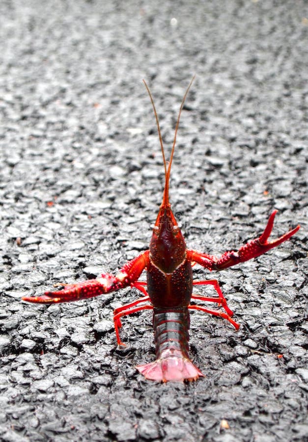 Crayfish on the road stock photo. Image of rain, summer - 76149622