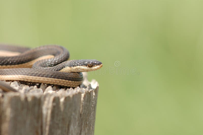 Crayfish Snake stock image. Image of green, snake, natural - 9517623