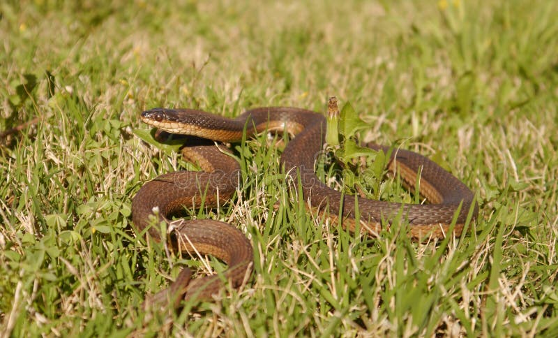 Crayfish Snake - Regina Grahamii - Stock Image - Image of natural ...