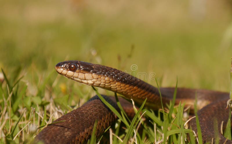 Crayfish Snake stock image. Image of snake, animal, wild - 40203319