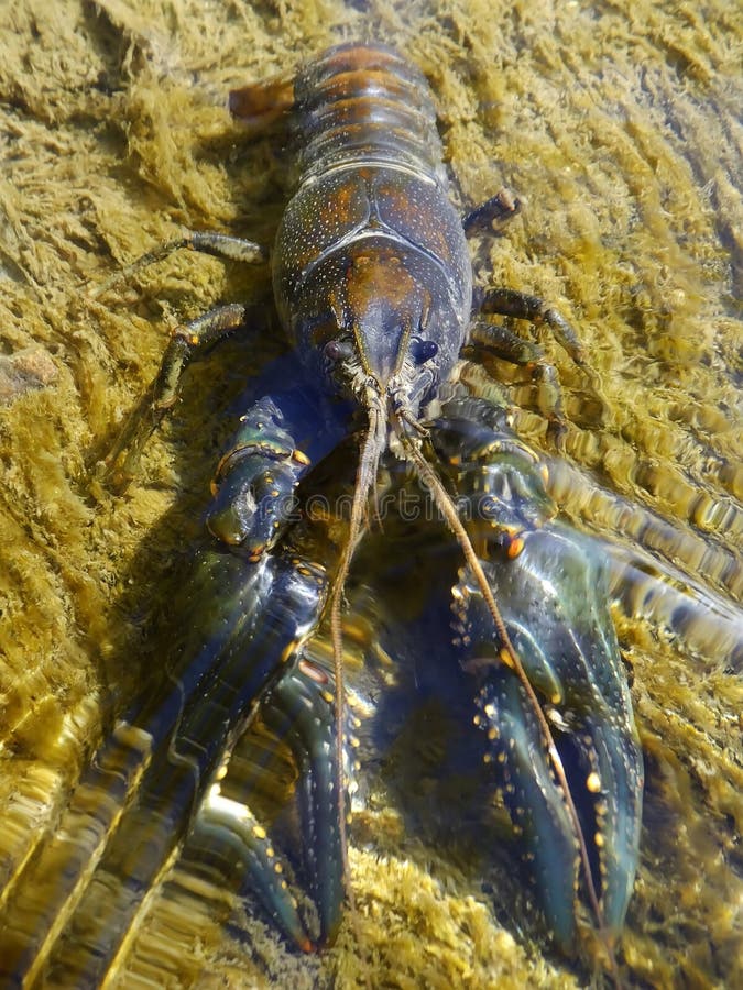 Crayfish in a stream stock image. Image of small, lobsters - 36835999