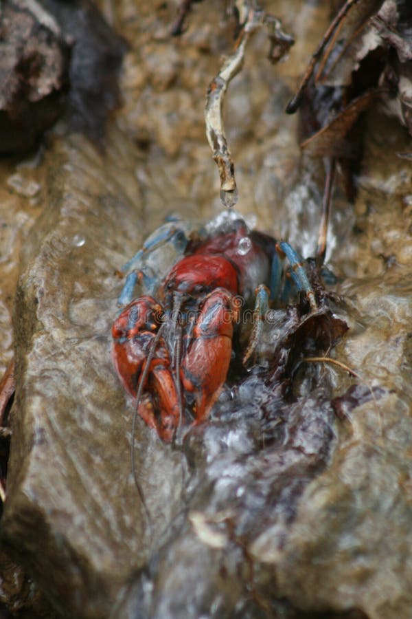 Crayfish in Tennesse Stream 2023 V Stock Image - Image of invertebrate ...