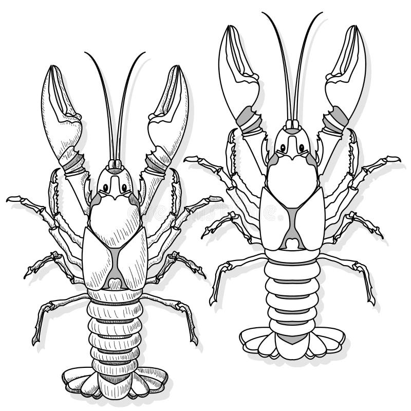 Crayfish, Vector Illustration, Flat Style, Side View, Black Stock ...
