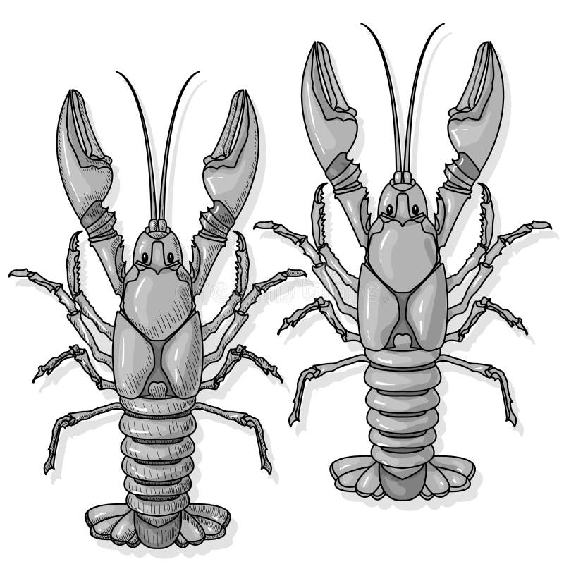 Crayfish, Vector Illustration, Flat Style, Side View, Black Stock ...
