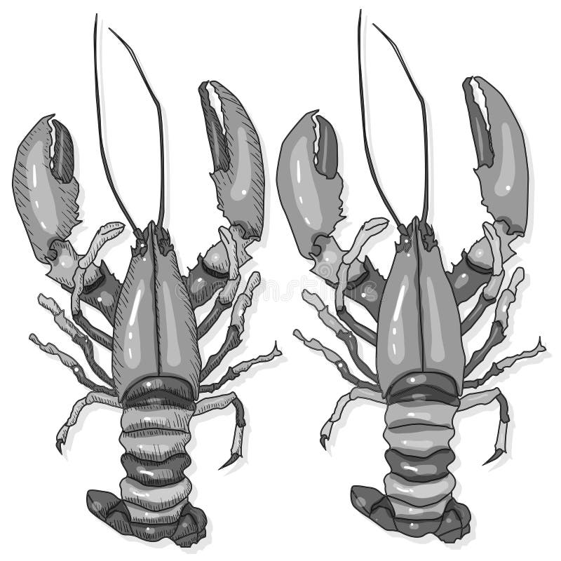 Crayfish Vector Illustration on a White Background. Monochrome Crayfish ... Crayfish Vector Illustration on a White Background. Monochrome Crayfish ...