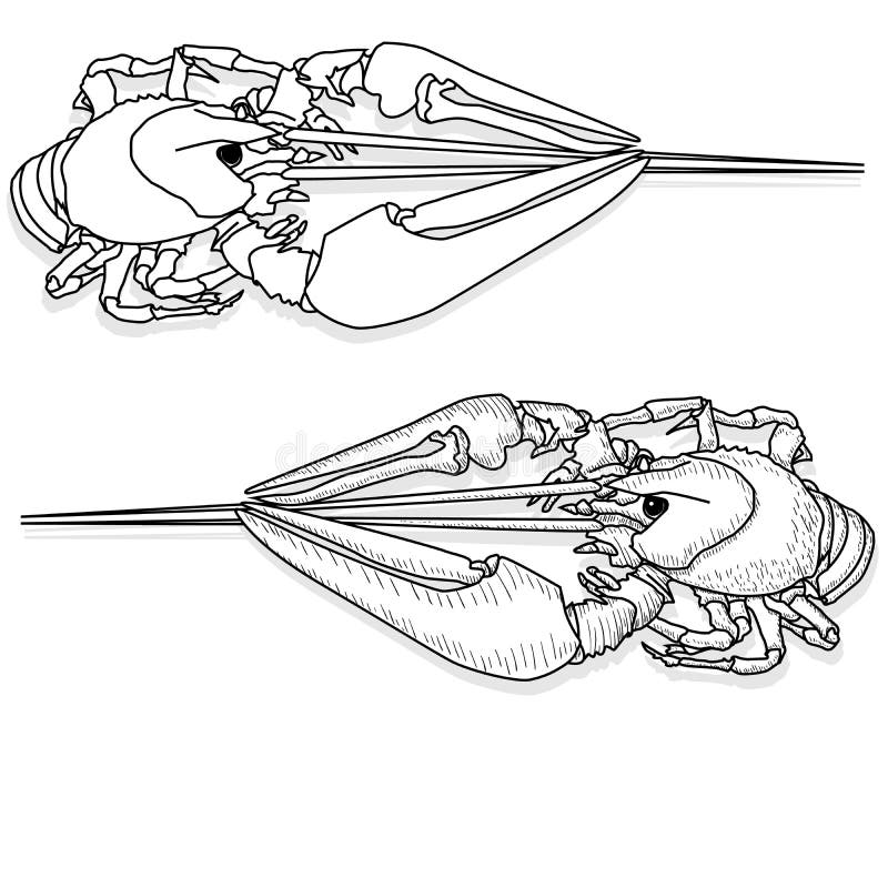 Crayfish, Vector Illustration, Flat Style, Side View, Black Stock ...
