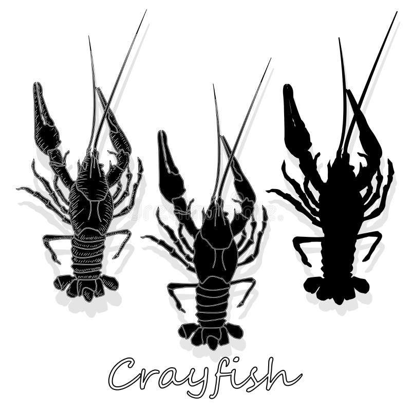 Crayfish, Vector Illustration, Flat Style, Side View, Black Stock ...