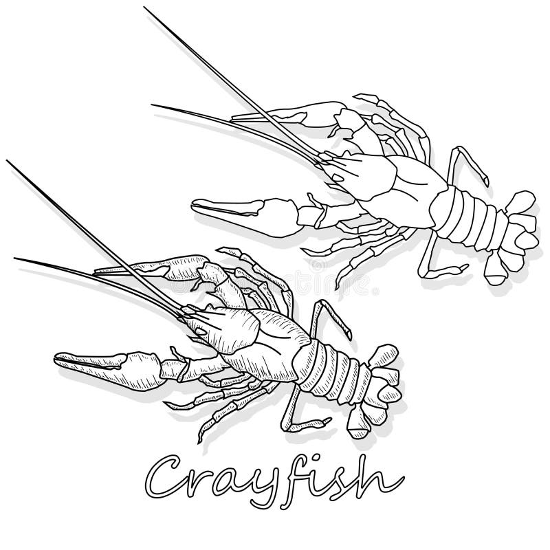 Crayfish, Vector Illustration, Flat Style, Side View, Black Stock ...