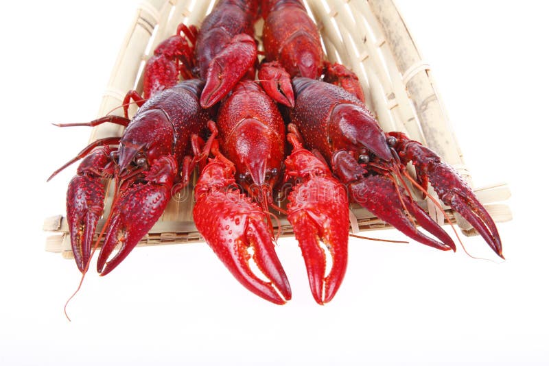 Crawfish stock photo. Image of invertebrate, crawdad - 122083976