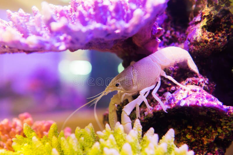 Crayfish stock image. Image of isolated, freshness, natural - 37783619