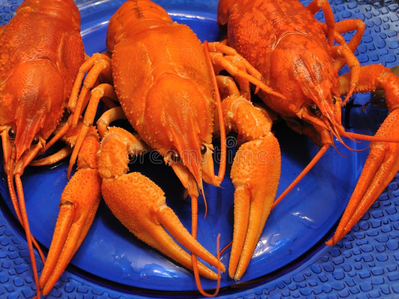 Crayfishes obraz stock. Obraz złożonej z skorupiak, ryba - 33483887