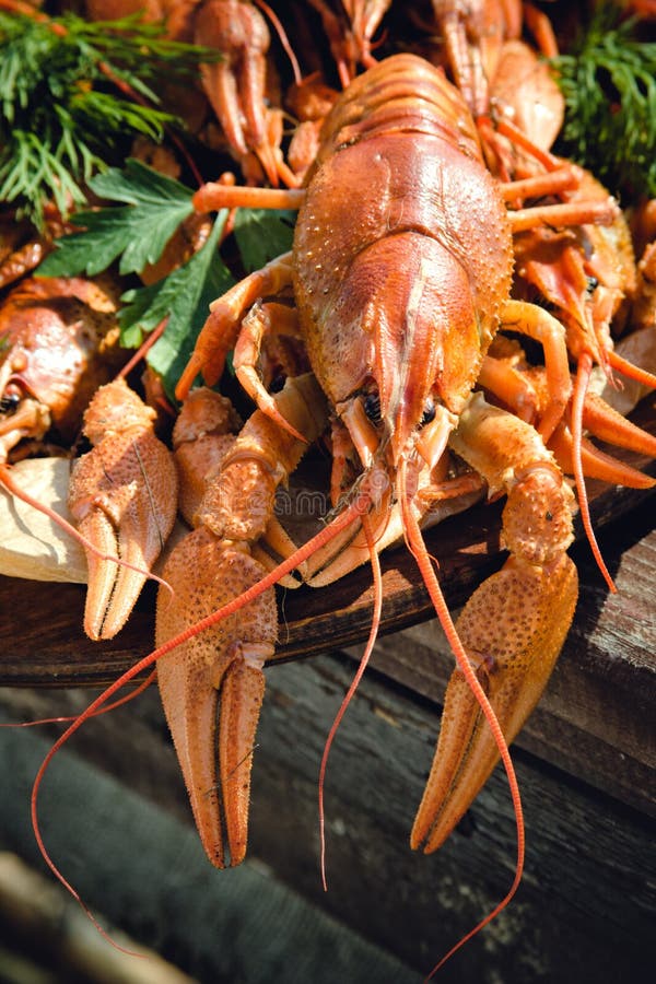 Crayfishes stock image. Image of boiled, table, crayfish - 64497419