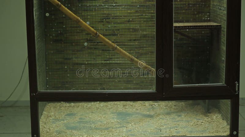 Angry pygmy marmoset stock photo. Image of park, brown - 15592408