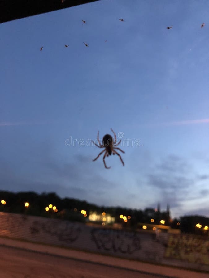 Crazy animals stock photo. Image of eyes, crazy, forest - 252009386