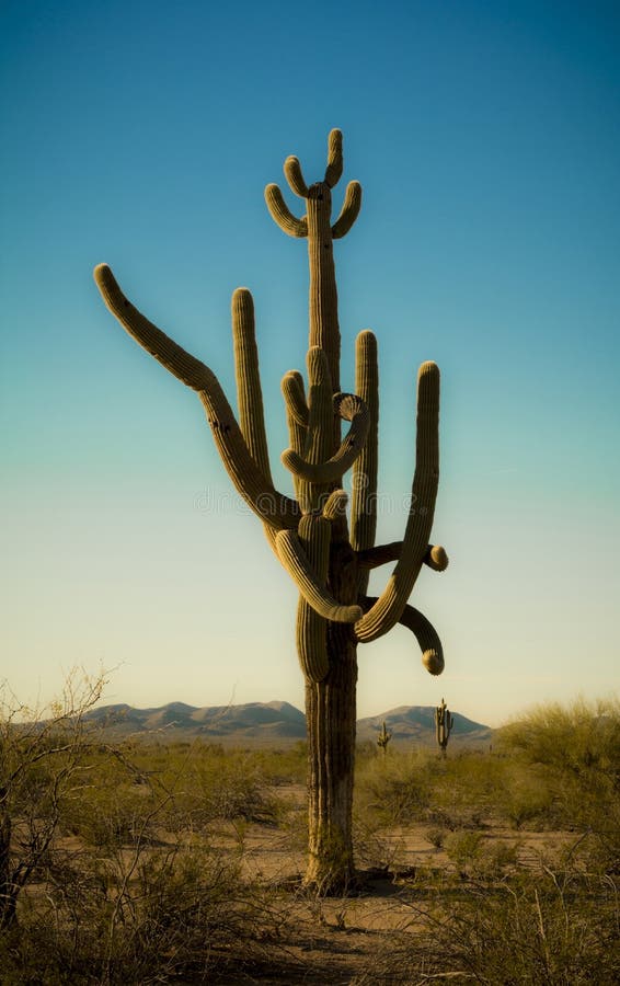 Crazy Armed Saguaro Cactus stock photo. Image of desert - 38084686