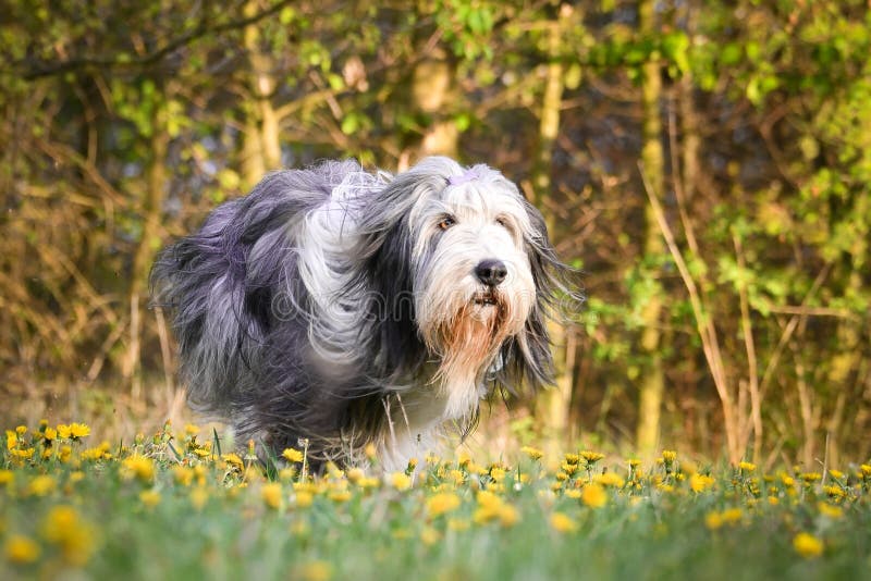 Crazy Bearded Collie is Running in Nature. Stock Photo - Image of happy ...