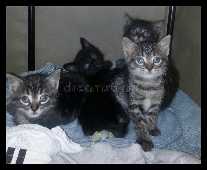 Crazy blacky stock photo. Image of black, crazy, blacky - 50254712