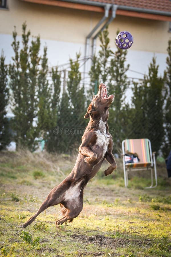 Crazy Brown Border Collie is Catching Ball in Air. Stock Photo - Image ...