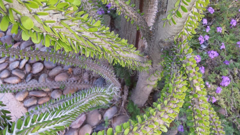 Crazy Cactus stock image. Image of cactus, colors, greens - 93576899