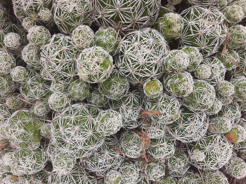 Crazy Cactus stock image. Image of crazy, close, cactus - 188572683