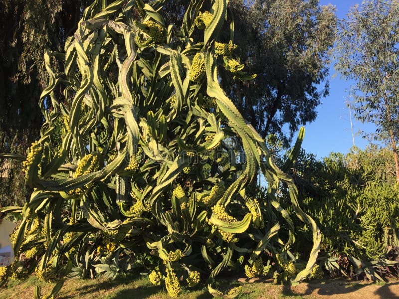 Weird Cactus stock image. Image of garden, strange, wilderness - 5711855