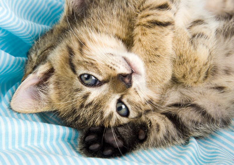 6,009 Crazy Cat Stock Photos - Free & Royalty-Free Stock Photos from ...