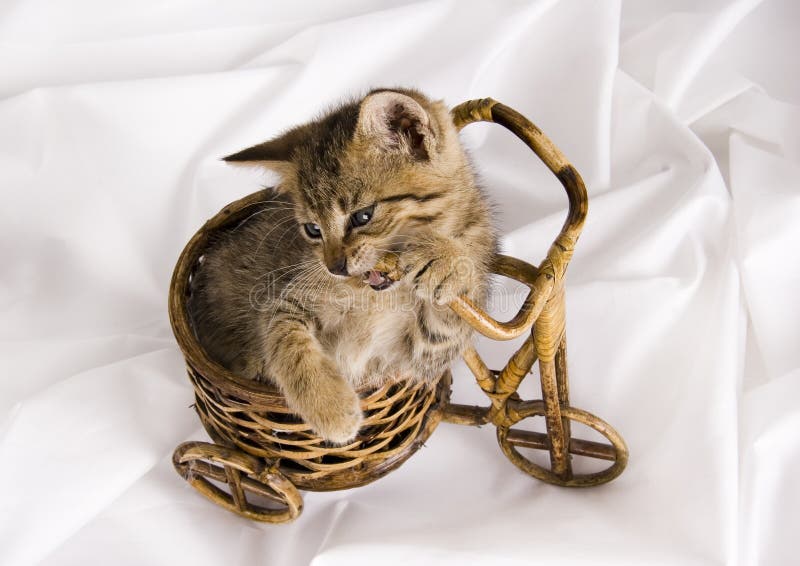 Crazy cat stock photo. Image of claws, animals, beautiful - 2005988