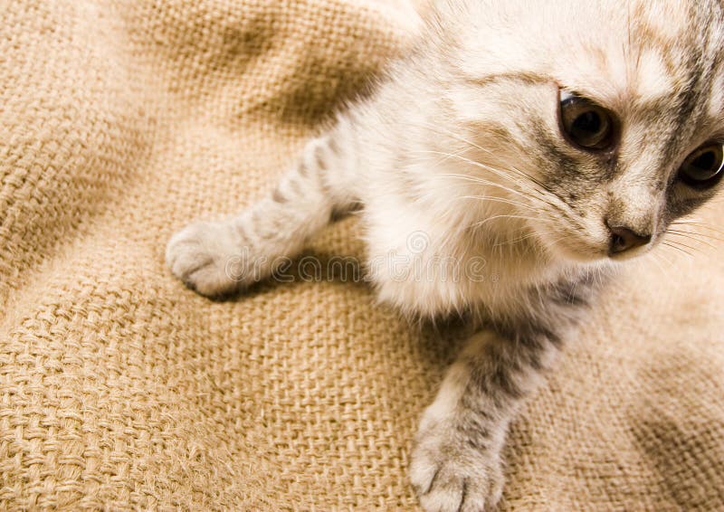 Crazy cat stock photo. Image of eyes, mammalia, mammals - 2926696