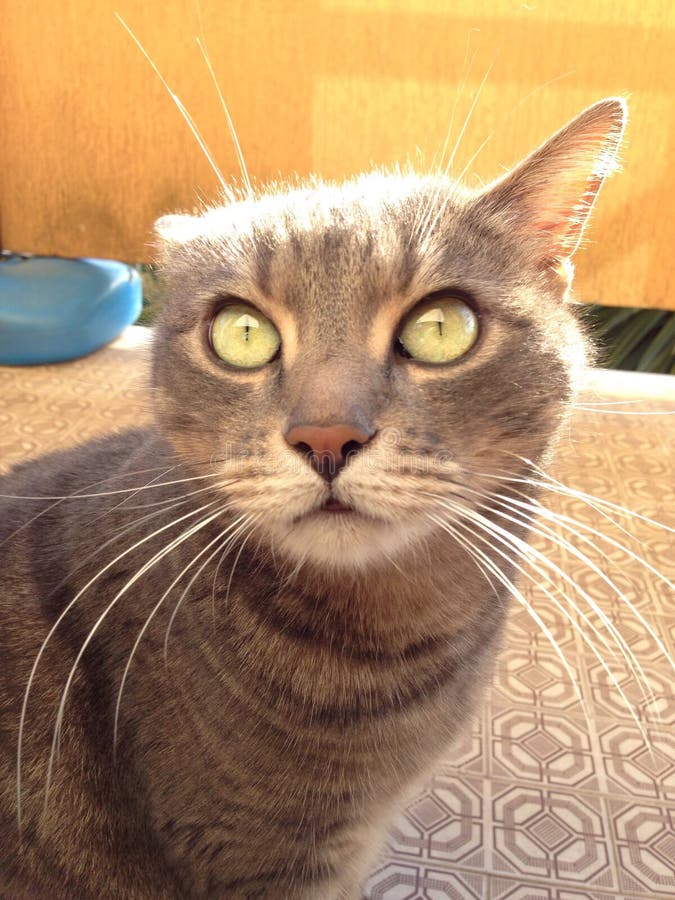 Crazy cat funny face stock image. Image of kitty, feline - 69946735