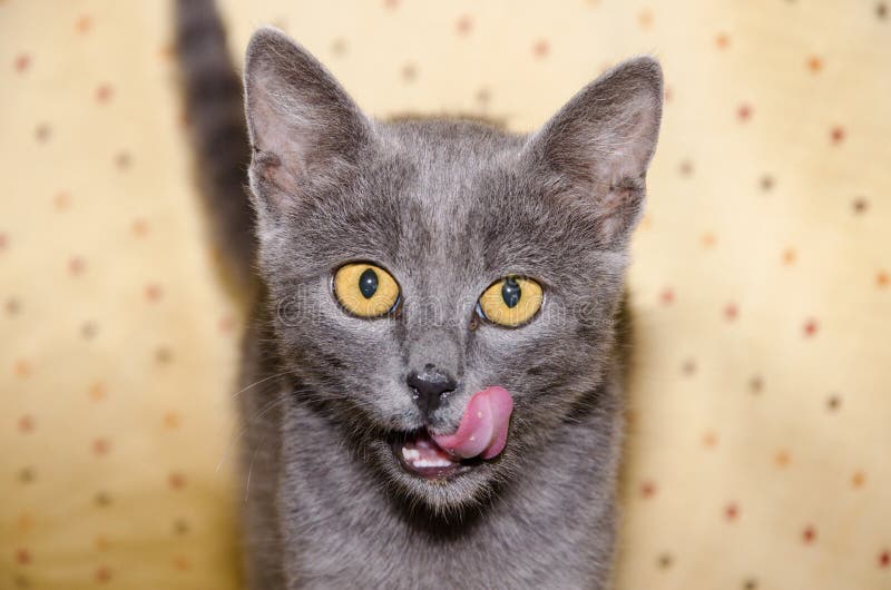 6,814 Crazy Cat Stock Photos - Free & Royalty-Free Stock Photos from ...