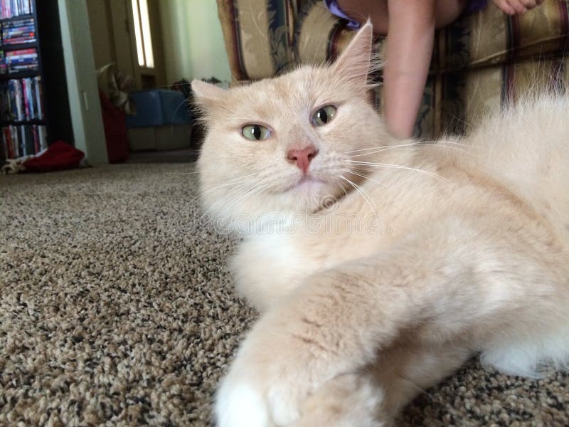 Crazy cat stock image. Image of self, thinking, crazy - 42840301