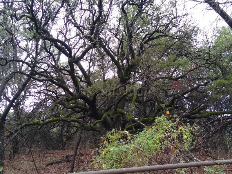 Crazy Cool Tree in the Daytime but Scary at Night Time Stock Photo ...