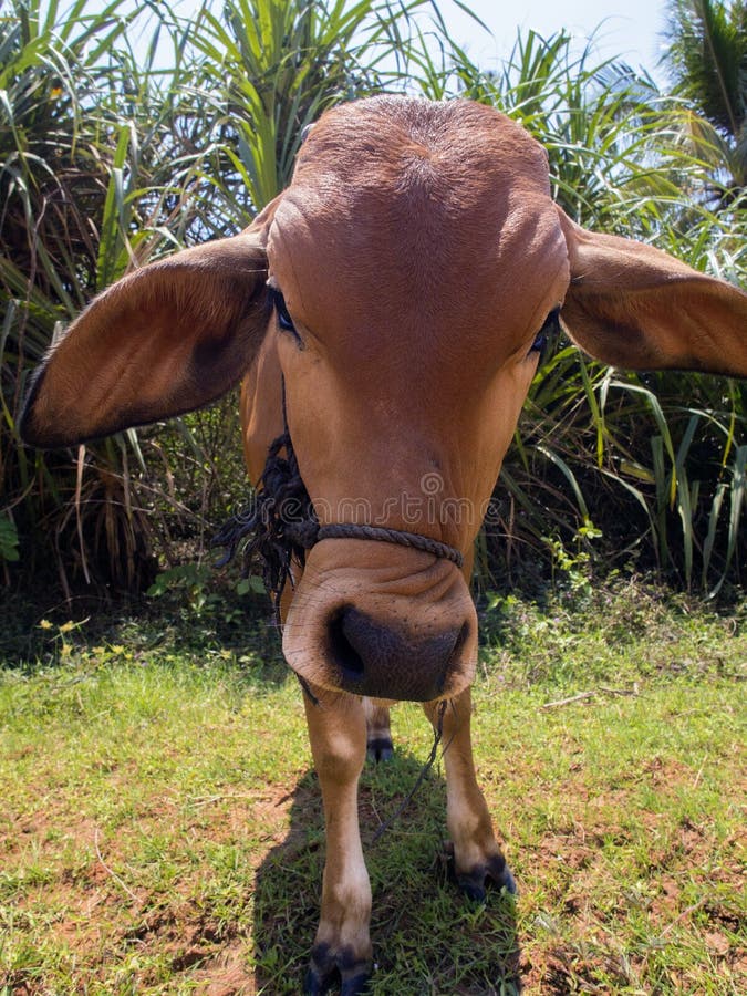 Crazy cow stock image. Image of outdoors, bizarre, grass - 30924067