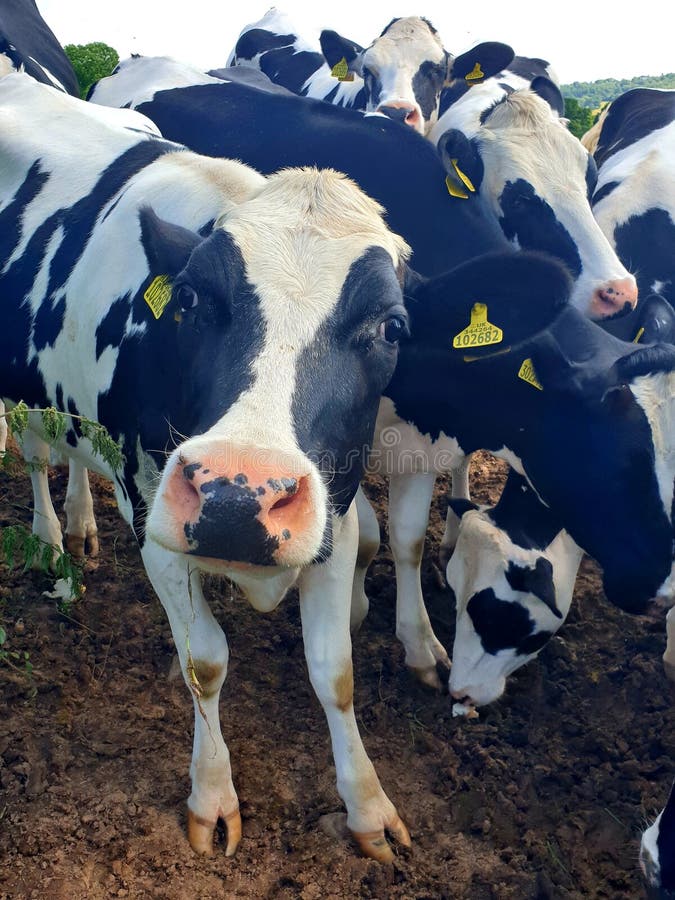 Crazy cows inside a field stock image. Image of goat - 282132759