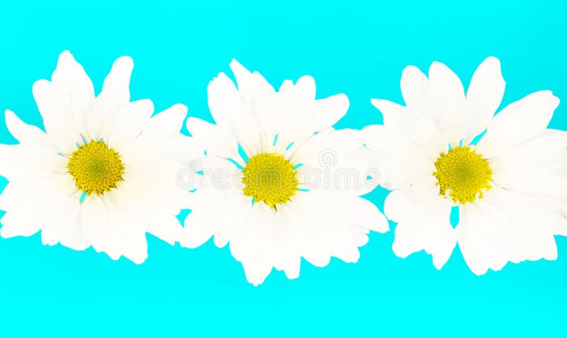 Crazy Daisies stock image. Image of colorful, spring, flowers - 84351